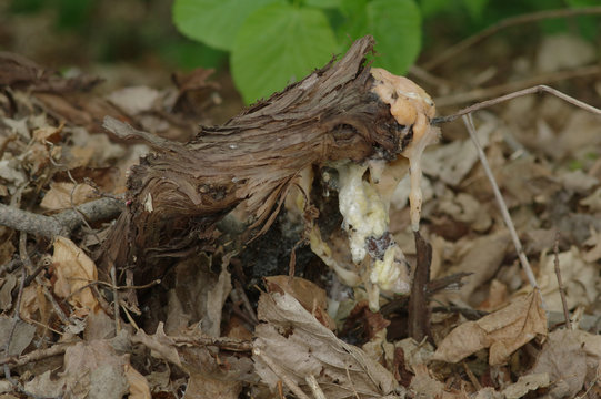 Trembler Bilder – Durchsuchen 231 Archivfotos, Vektorgrafiken und ...