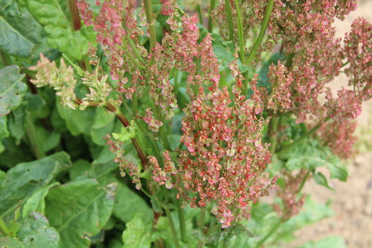 Sauerampfer Bilder – Durchsuchen 38,518 Archivfotos, Vektorgrafiken und ...