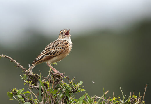 "Bush Lark"-Bilder: Stock-Fotos & -Videos. | Adobe Stock