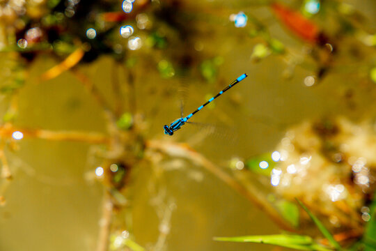 Tuling Billeder – Gennemse 3,215 stockfotos, vektorer og videoer ...