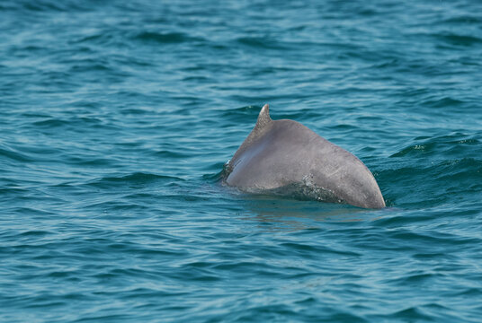 「Whippomorpha」の写真素材 | 49件の無料イラスト画像 | Adobe Stock