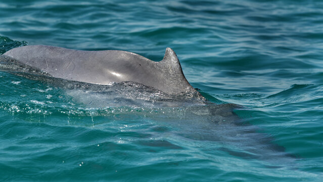 Whippomorpha bilder – Bläddra bland 63 stockfoton, vektorer och videor ...
