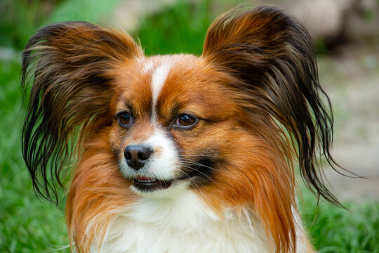 Brown White Papillon Puppy