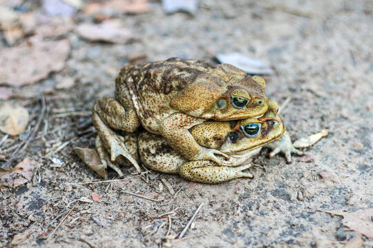 Sapos Bilder – Durchsuchen 146 Archivfotos, Vektorgrafiken und Videos ...