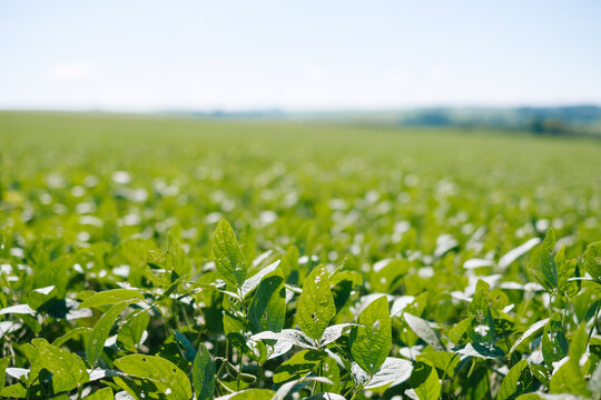 รูปภาพ"Soja – เลือกดูภาพถ่ายสต็อก เวกเตอร์ และวิดีโอ16,978 | Adobe Stock