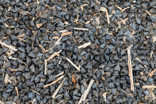 Caltrop Bilder – Durchsuchen 1,266 Archivfotos, Vektorgrafiken und ...