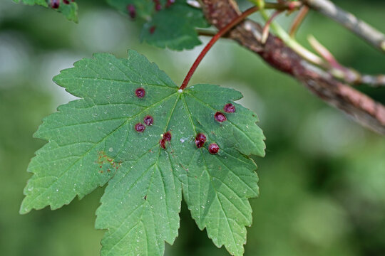Milbenbefall Bilder – Durchsuchen 373 Archivfotos, Vektorgrafiken und ...