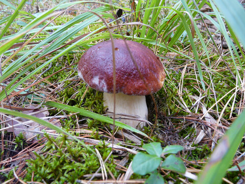 รูปภาพCeps – เลือกดูภาพถ่ายสต็อก เวกเตอร์ และวิดีโอ4,251 | Adobe Stock