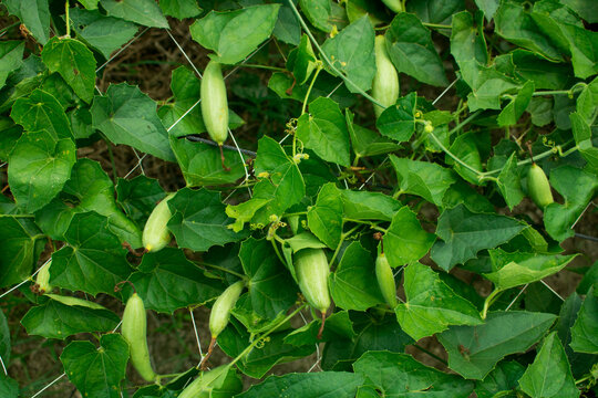 Parwal 이미지 – 찾아보기 711 스톡 사진, 벡터 및 비디오 | Adobe Stock
