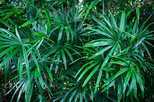 รูปภาพBorassus – เลือกดูภาพถ่ายสต็อก เวกเตอร์ และวิดีโอ1,314 | Adobe Stock