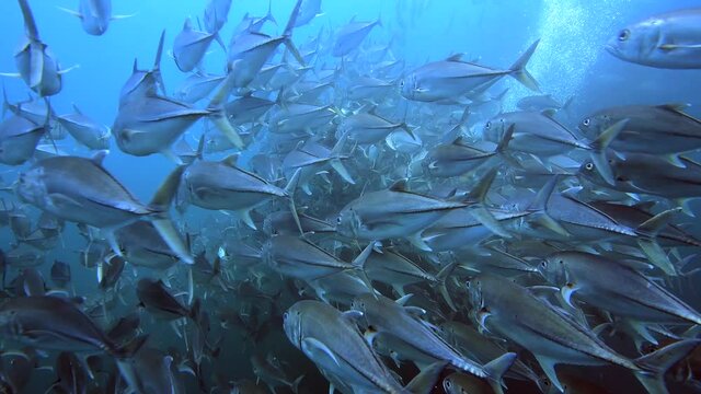 Jack Fish Images – Browse 27,862 Stock Photos, Vectors, and Video ...