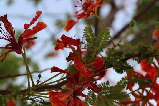 Vaka 이미지 – 찾아보기 88 스톡 사진, 벡터 및 비디오 | Adobe Stock