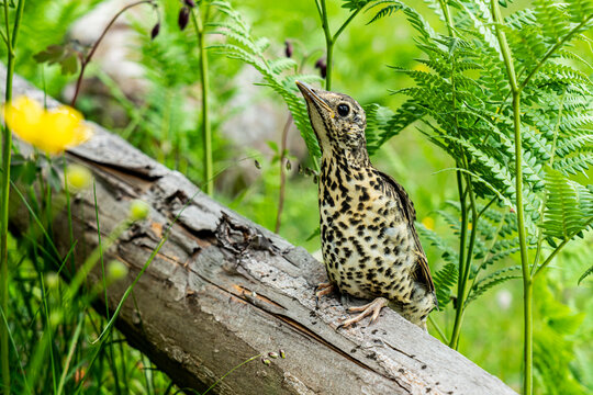 รูปภาพDrossel – เลือกดูภาพถ่ายสต็อก เวกเตอร์ และวิดีโอ4,175 | Adobe Stock