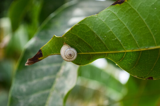 รูปภาพSnall – เลือกดูภาพถ่ายสต็อก เวกเตอร์ และวิดีโอ119 | Adobe Stock