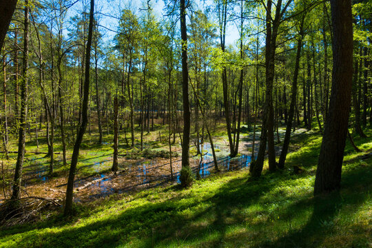 Oczko Bilder – Durchsuchen 358 Archivfotos, Vektorgrafiken und Videos ...