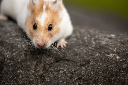 Teddyhamster Bilder – Durchsuchen 4,762 Archivfotos, Vektorgrafiken und ...
