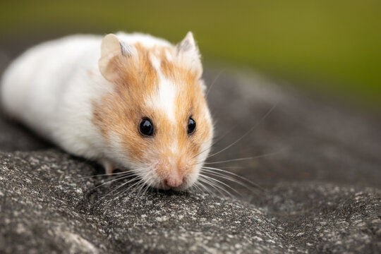 Teddyhamster Bilder – Durchsuchen 4,762 Archivfotos, Vektorgrafiken und ...