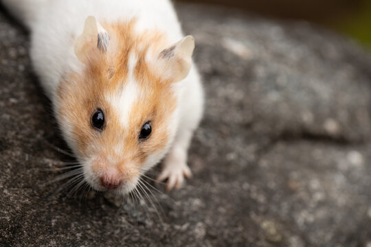Teddyhamster Bilder – Durchsuchen 4,457 Archivfotos, Vektorgrafiken und ...