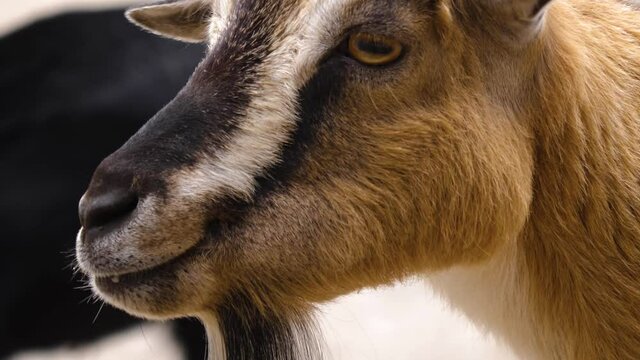 รูปภาพ"Billy Goat" – เลือกดูภาพถ่ายสต็อก เวกเตอร์ และวิดีโอ52,528 ...