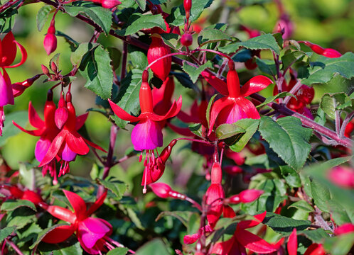 Fuchsien Images – Browse 331 Stock Photos, Vectors, and Video | Adobe Stock