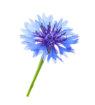 รูปภาพCyani – เลือกดูภาพถ่ายสต็อก เวกเตอร์ และวิดีโอ808 | Adobe Stock