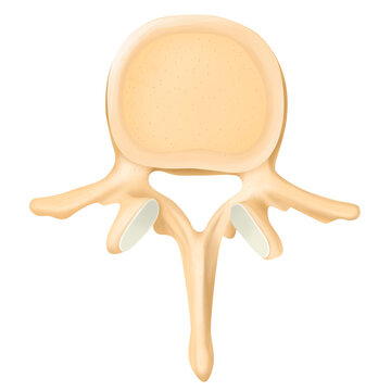 Lumbar Vertebrae Unlabeled