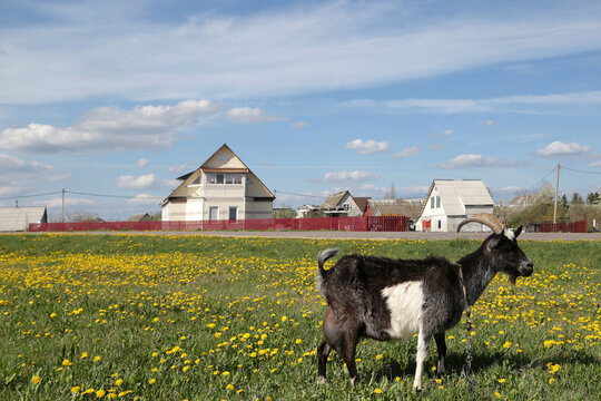 "Two Goats" Bilder – Durchsuchen 134 Archivfotos, Vektorgrafiken und ...