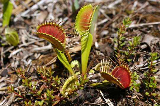 「Dionaea」の写真素材 | 2,019件の無料イラスト画像 | Adobe Stock