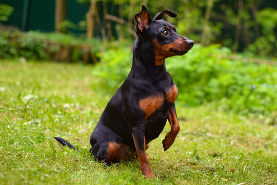 รูปภาพPincher – เลือกดูภาพถ่ายสต็อก เวกเตอร์ และวิดีโอ297,087 | Adobe Stock