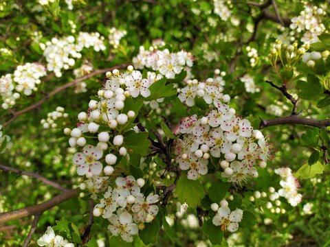 "Hawthorn Bush" Images – Browse 148 Stock Photos, Vectors, and Video ...