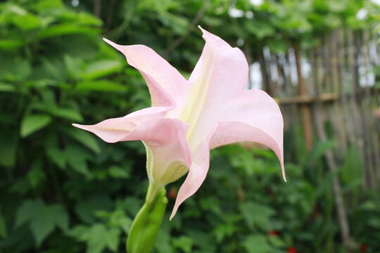 Ghanti-Bilder: Stock-Fotos & -Videos. | Adobe Stock