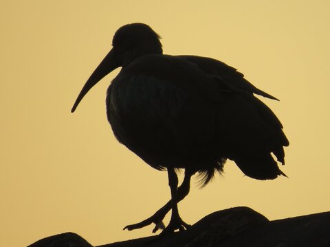 Hadeda bilder – Bläddra bland 916 stockfoton, vektorer och videor ...