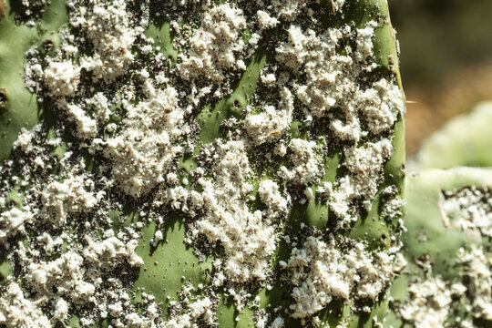 "Scale Insects" 影像 – 瀏覽 1,946 個素材庫相片、向量圖和影片 | Adobe Stock