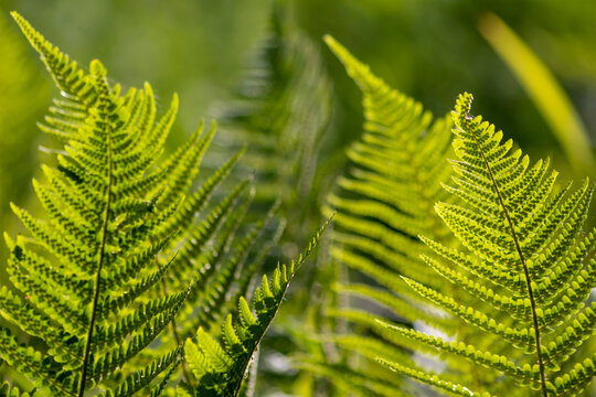 Filicales Bilder – Durchsuchen 1,759 Archivfotos, Vektorgrafiken und ...