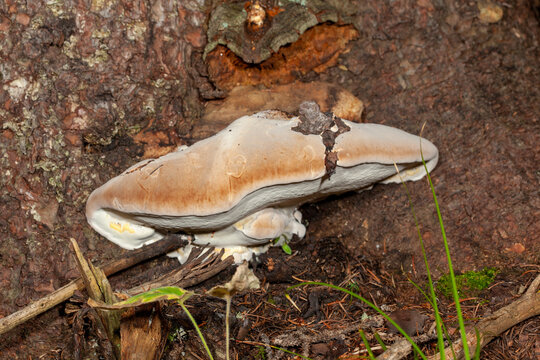 Schamm Bilder – Durchsuchen 9,214 Archivfotos, Vektorgrafiken und ...