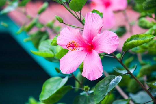 Imágenes de Bunga: descubre bancos de fotos, ilustraciones, vectores y ...