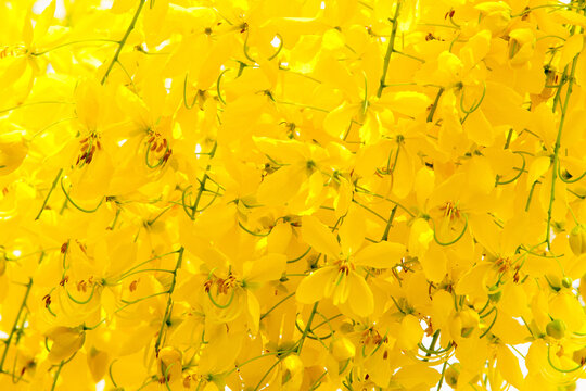 รูปภาพRatchaphruek – เลือกดูภาพถ่ายสต็อก เวกเตอร์ และวิดีโอ2,993 ...