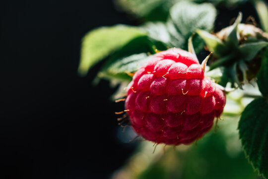 Framboise Bilder – Durchsuchen 62,453 Archivfotos, Vektorgrafiken und ...