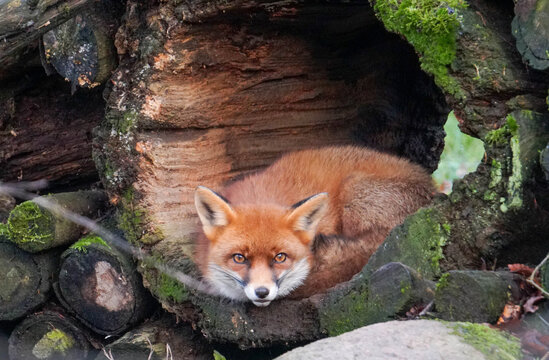Redfox 画像 - 参照 661 Stock 写真、ベクターおよびビデオ | Adobe Stock