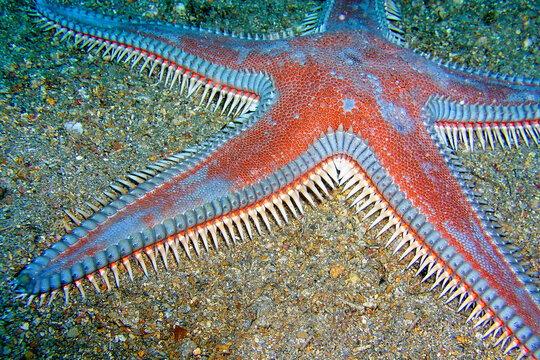 Astropecten Images – Browse 54 Stock Photos, Vectors, and Video | Adobe ...