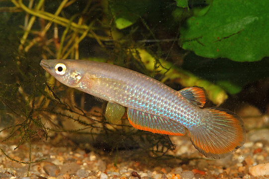 Aplocheilus Images – Browse 52 Stock Photos, Vectors, and Video | Adobe ...