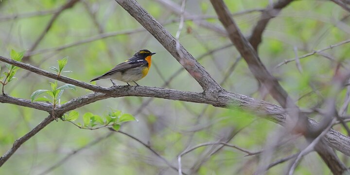 Otterrute Bilder – Durchsuchen 103 Archivfotos, Vektorgrafiken und ...