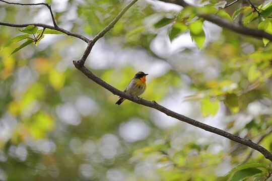 Otterrute Bilder – Durchsuchen 103 Archivfotos, Vektorgrafiken und ...