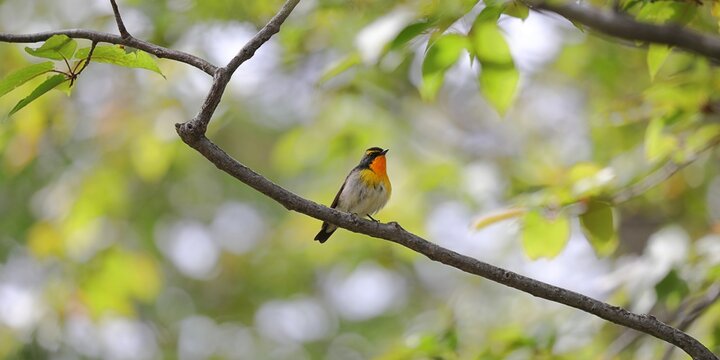 Otterrute Bilder – Durchsuchen 103 Archivfotos, Vektorgrafiken und ...