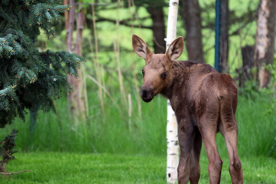 "Baby Moose" Images – Browse 325 Stock Photos, Vectors, and Video ...