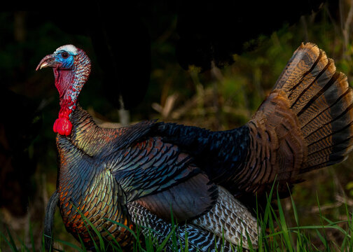 รูปภาพWaddle – เลือกดูภาพถ่ายสต็อก เวกเตอร์ และวิดีโอ7,412 | Adobe Stock