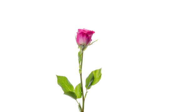 Lianne Images – Browse 25 Stock Photos, Vectors, and Video | Adobe Stock