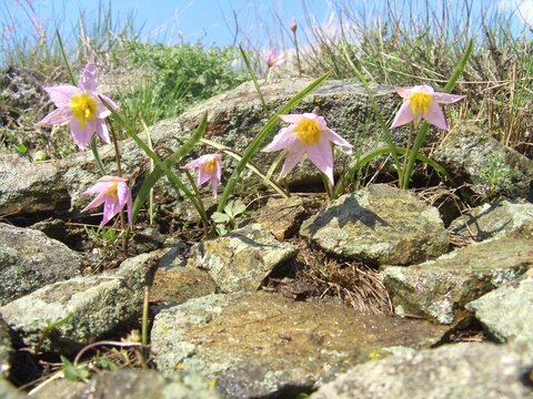 รูปภาพKockavica – เลือกดูภาพถ่ายสต็อก เวกเตอร์ และวิดีโอ2,843 | Adobe Stock