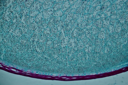 Endosperm Bilder – Durchsuchen 960 Archivfotos, Vektorgrafiken und ...