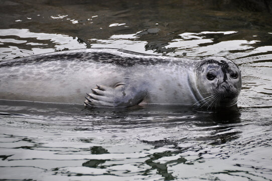 รูปภาพSee-Elefant – เลือกดูภาพถ่ายสต็อก เวกเตอร์ และวิดีโอ229 | Adobe Stock